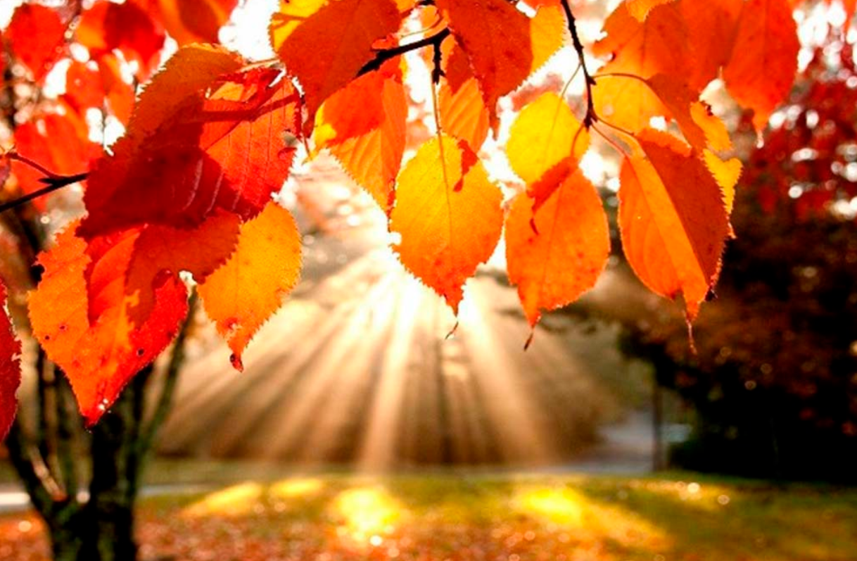 Народні традиції та прикмети 20 вересня: що сьогодні заборонено робити | TrueUA